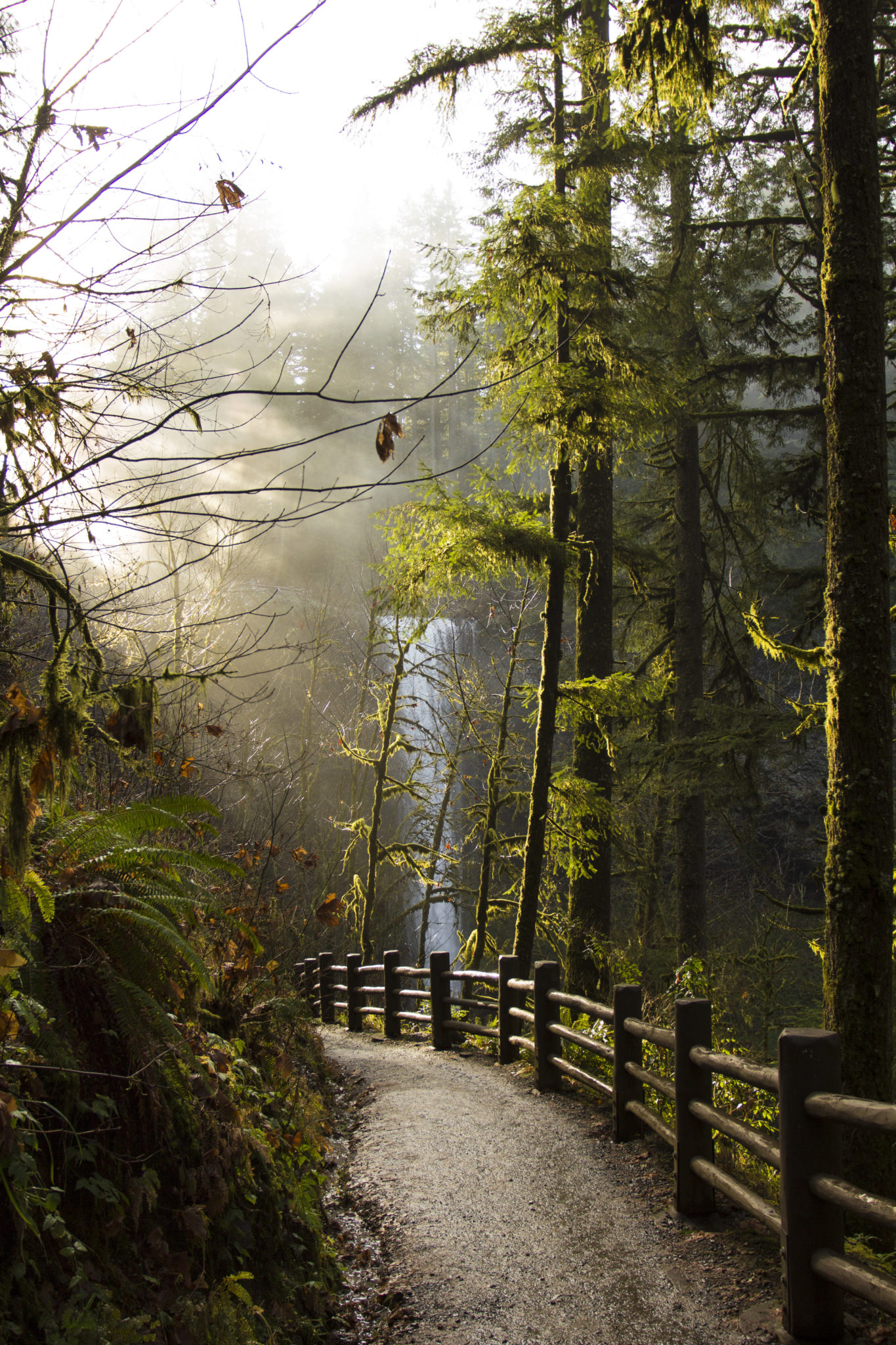 Forest Path Royalty-Free Stock Photo Forest Path Royalty-Free Stock Photo