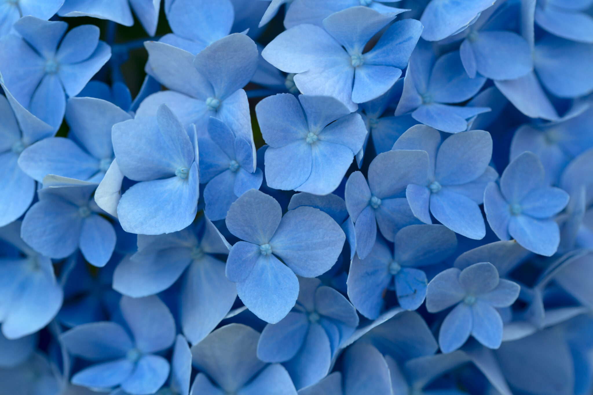 Blue Flowers Background Royalty-Free Stock Photo