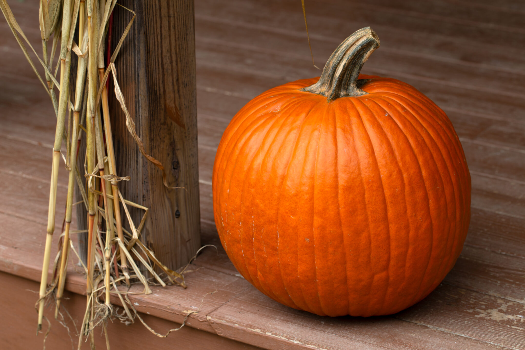 Autumn Pumpkin Decoration Royalty-Free Stock Photo